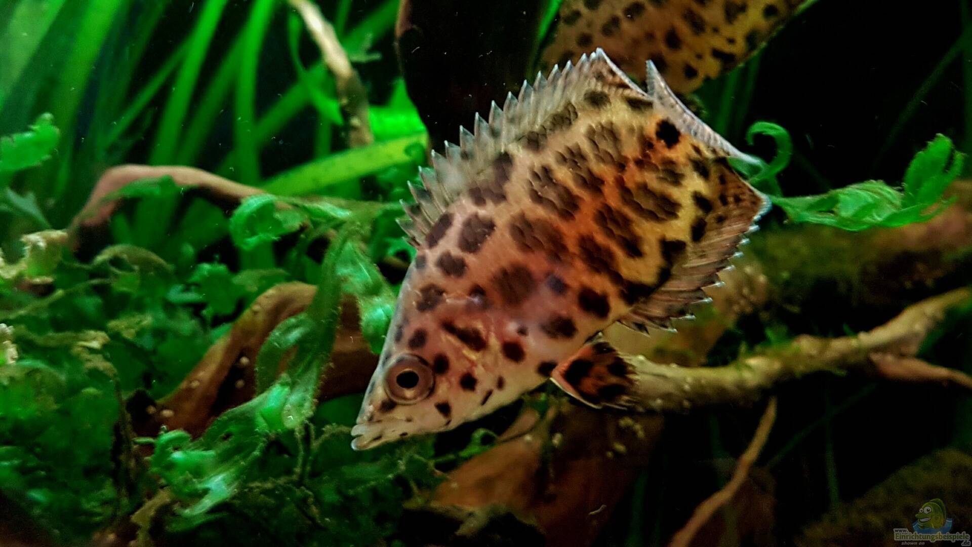 Ctenopoma acutirostre - Leopardbuschfisch: Alle Infos