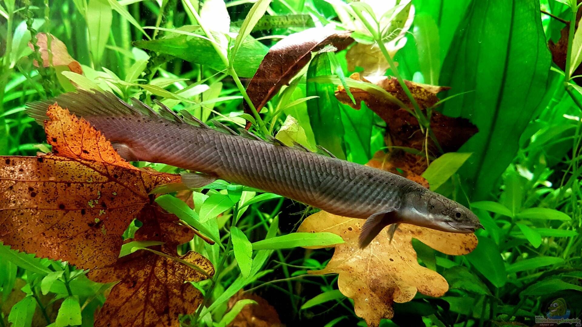 Polypterus senegalus - Senegal-Flösselhecht: Alle Infos
