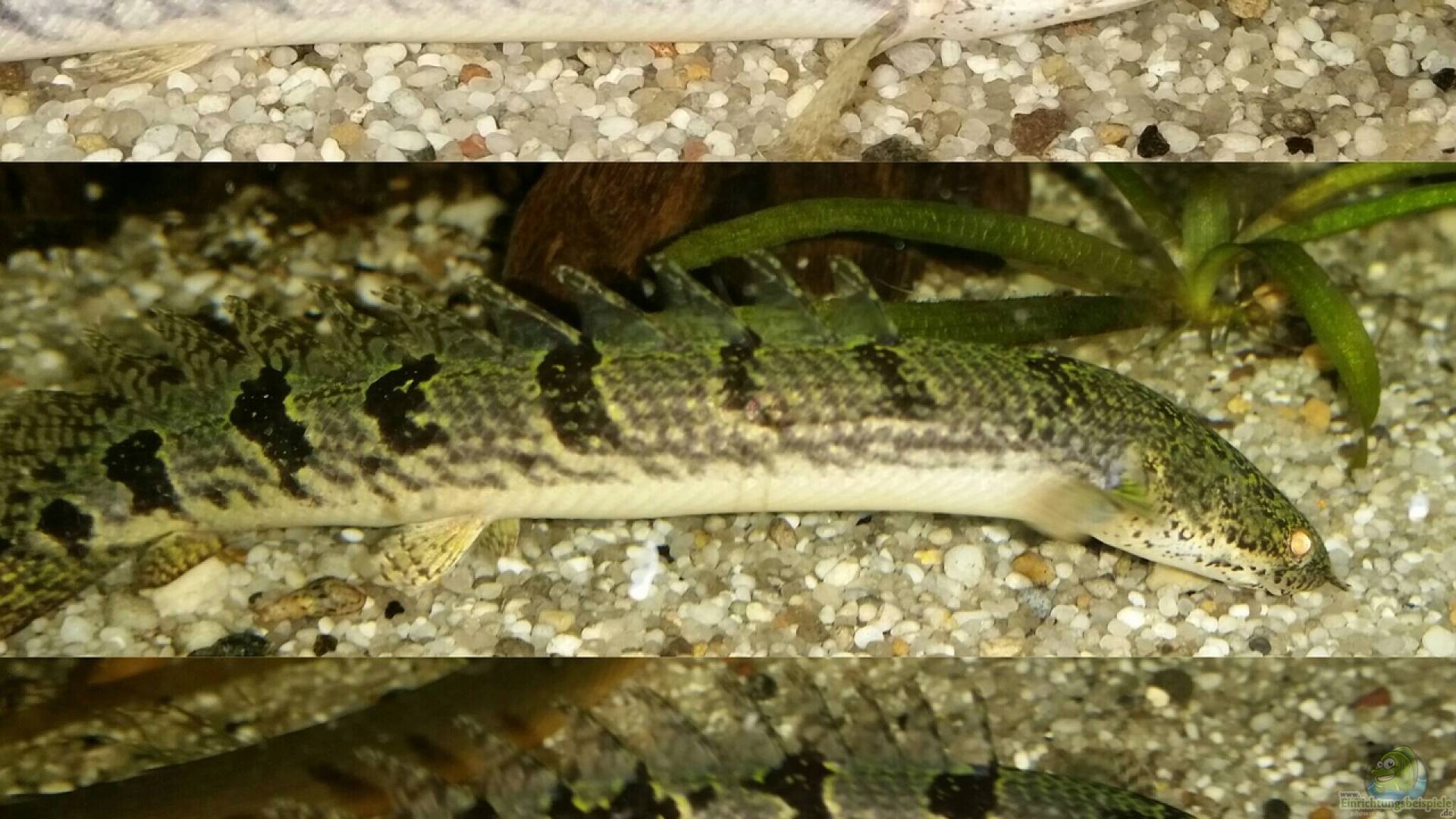 Polypterus delhezi - Zaire-Flösselhecht: Alle Infos