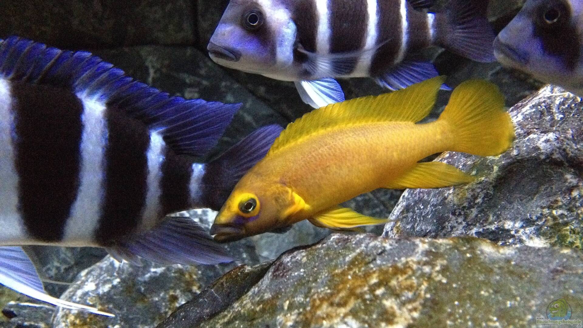 Neolamprologus leleupi - Tanganjika-Goldcichlide