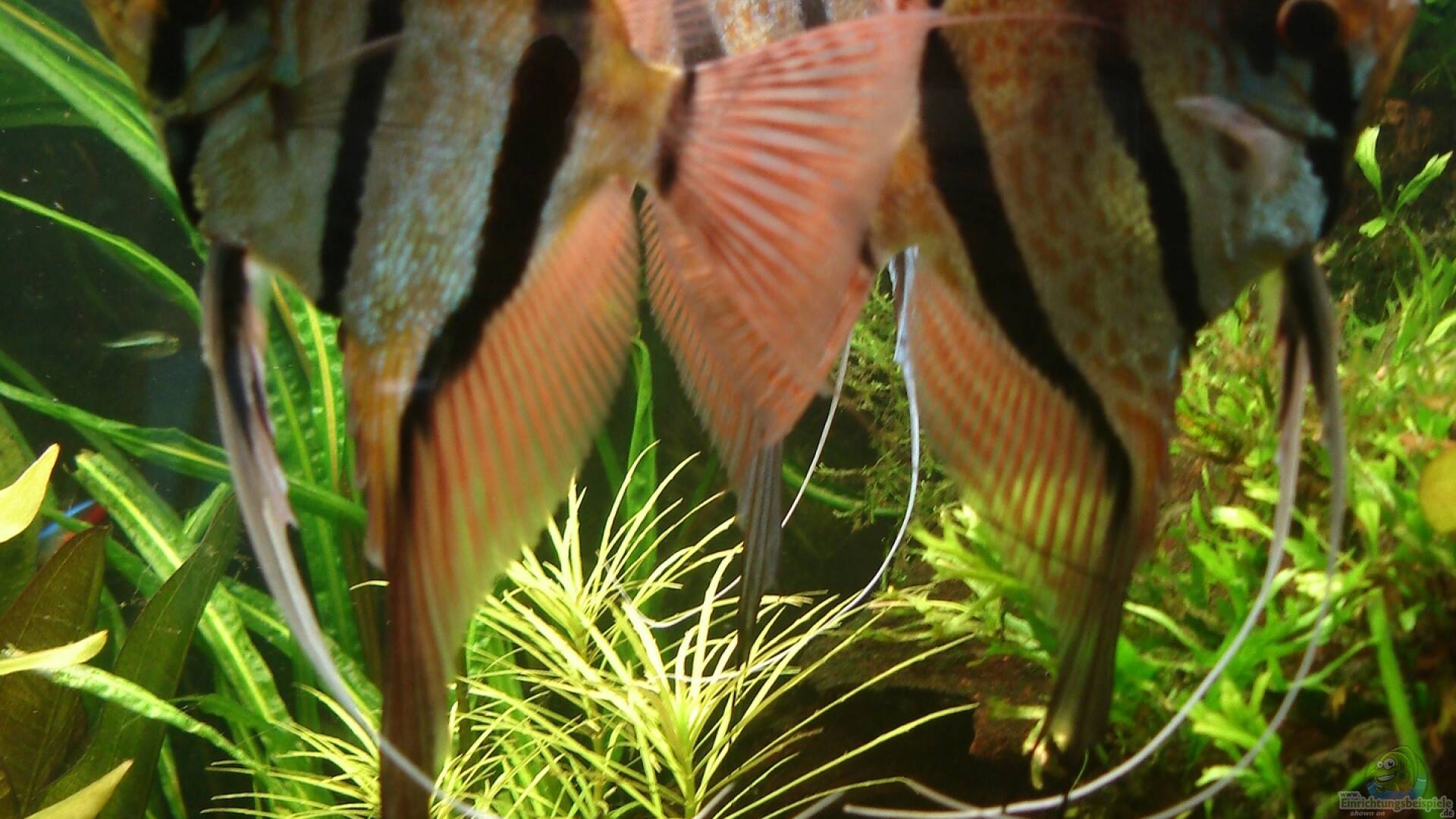 Pterophyllum - Segelflosser: Alle wichtigen Infos