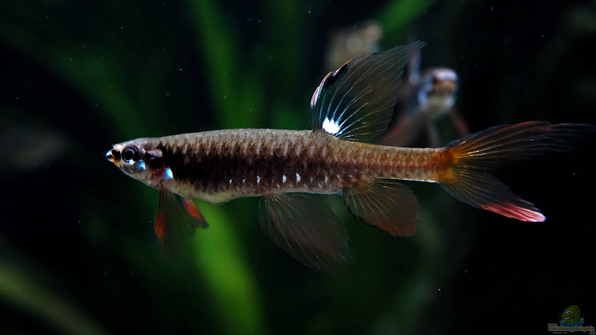 Copella arnoldi - Spritzsalmler: Alle wichtigen Infos