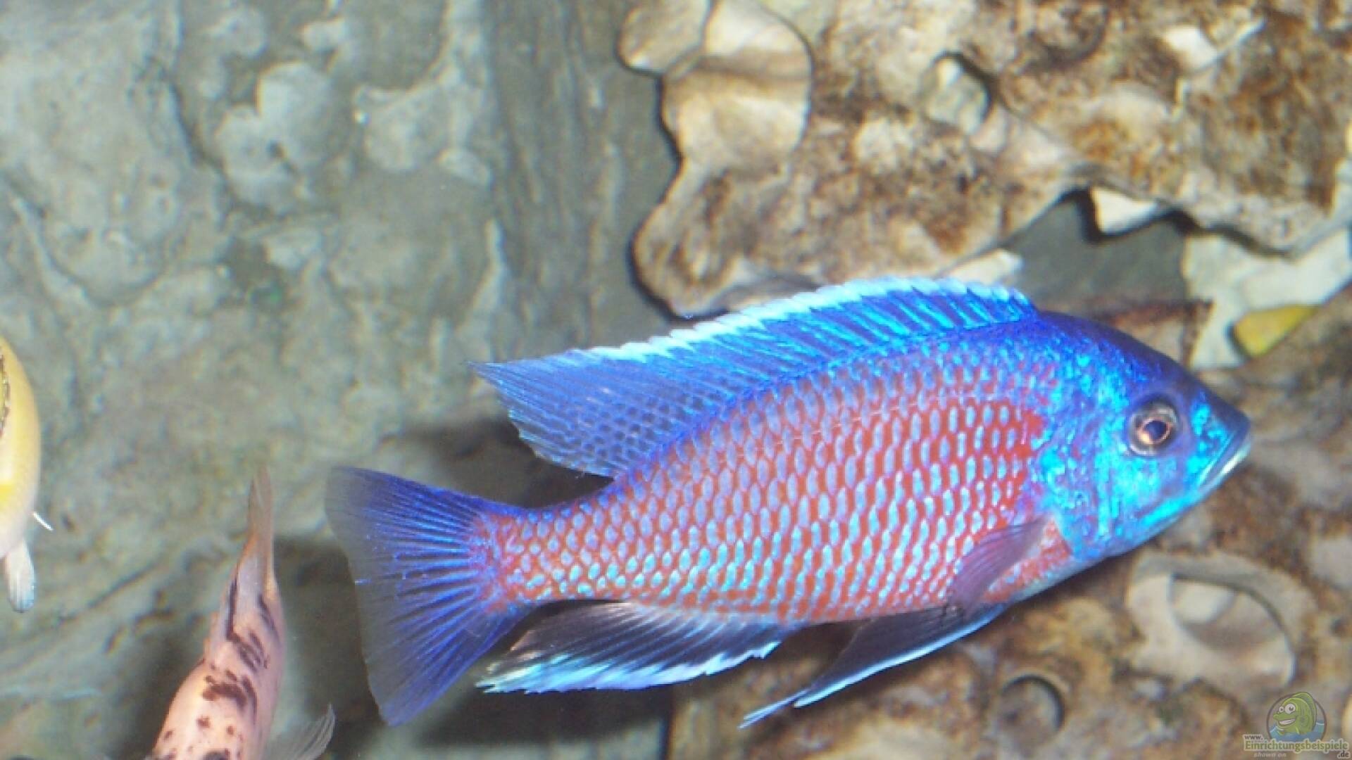 Copadichromis borleyi - Kadango Red Fin: Alle Infos