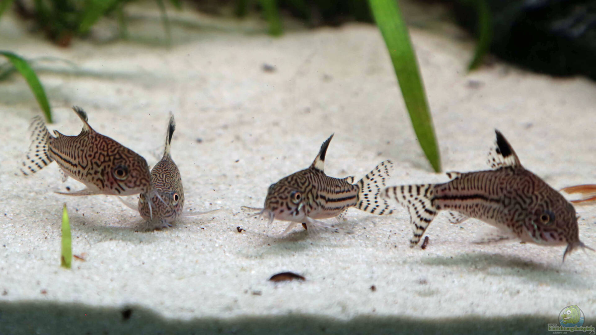 L-Welse: Alle wichtigen Infos | Einrichtungsbeispiele