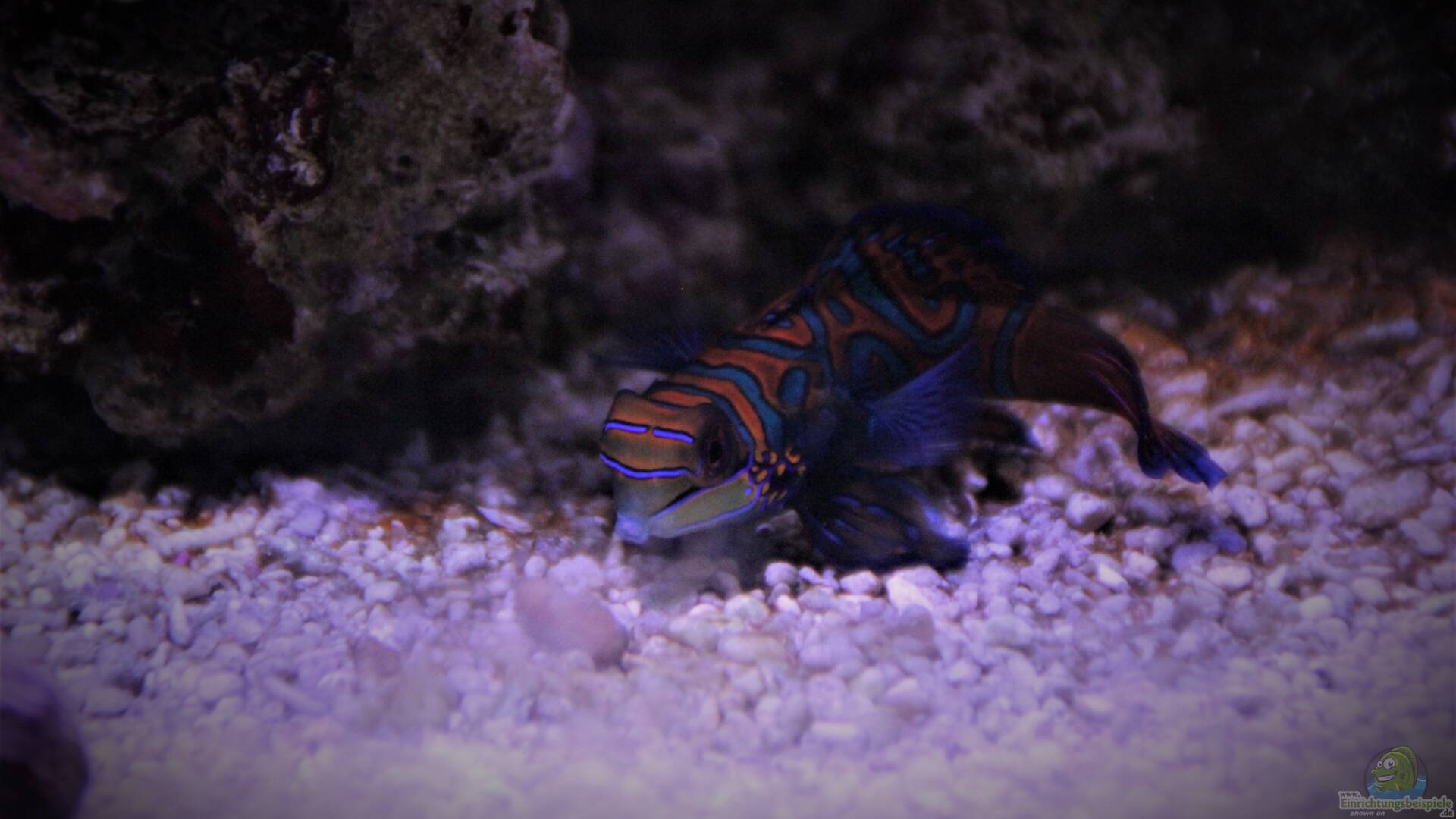 Synchiropus splendidus - Mandarinfisch: Alle Infos