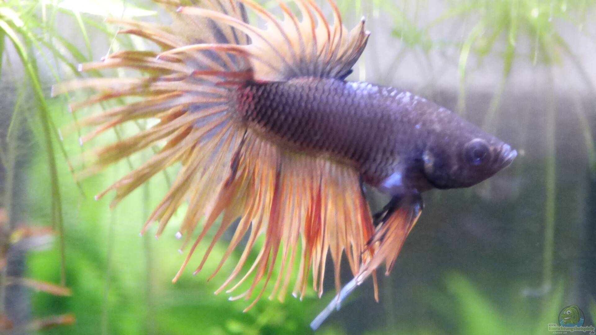 Betta splendens - Siamesischer Kampffisch: Alle Infos