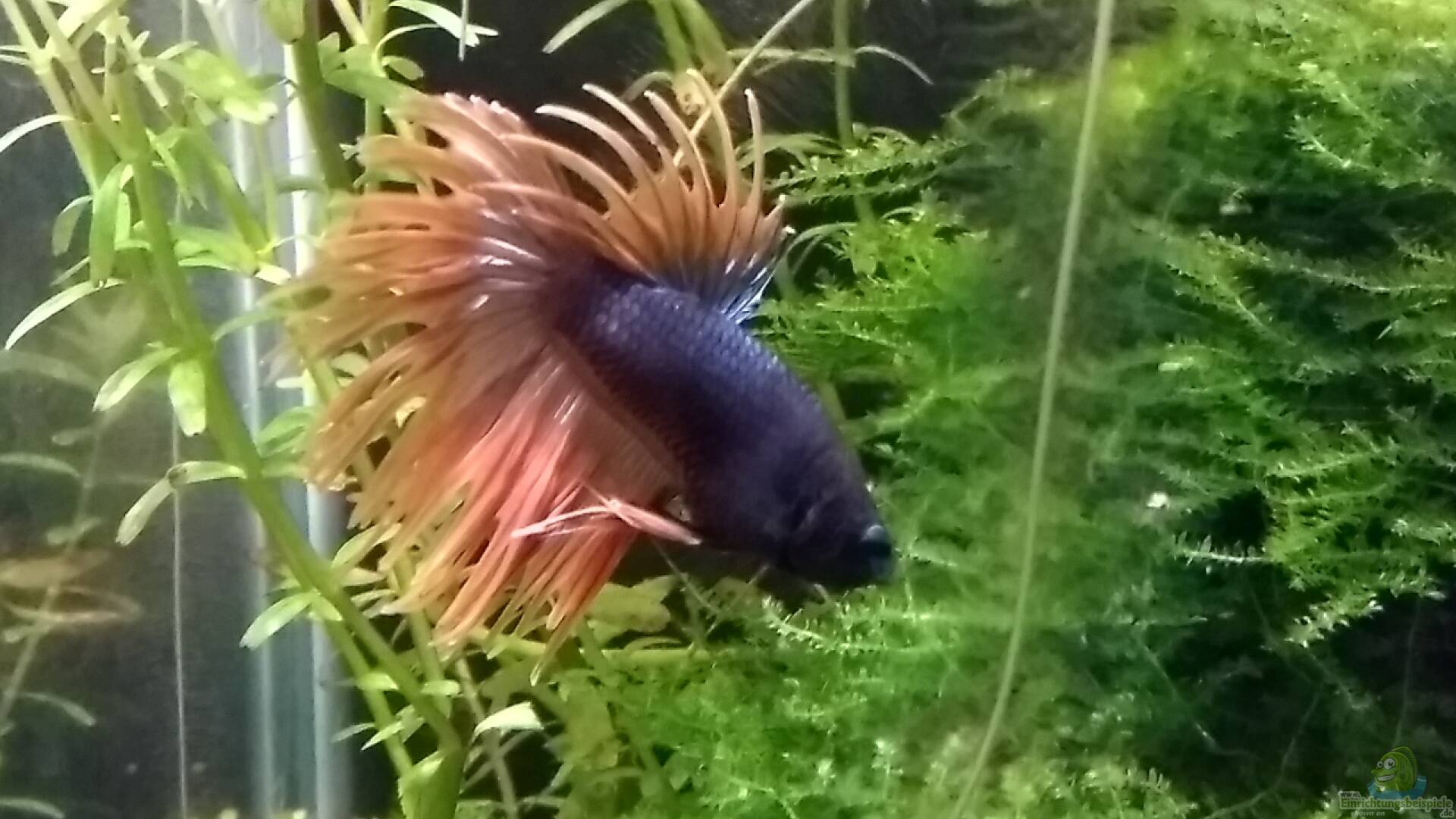 Betta splendens - Siamesischer Kampffisch