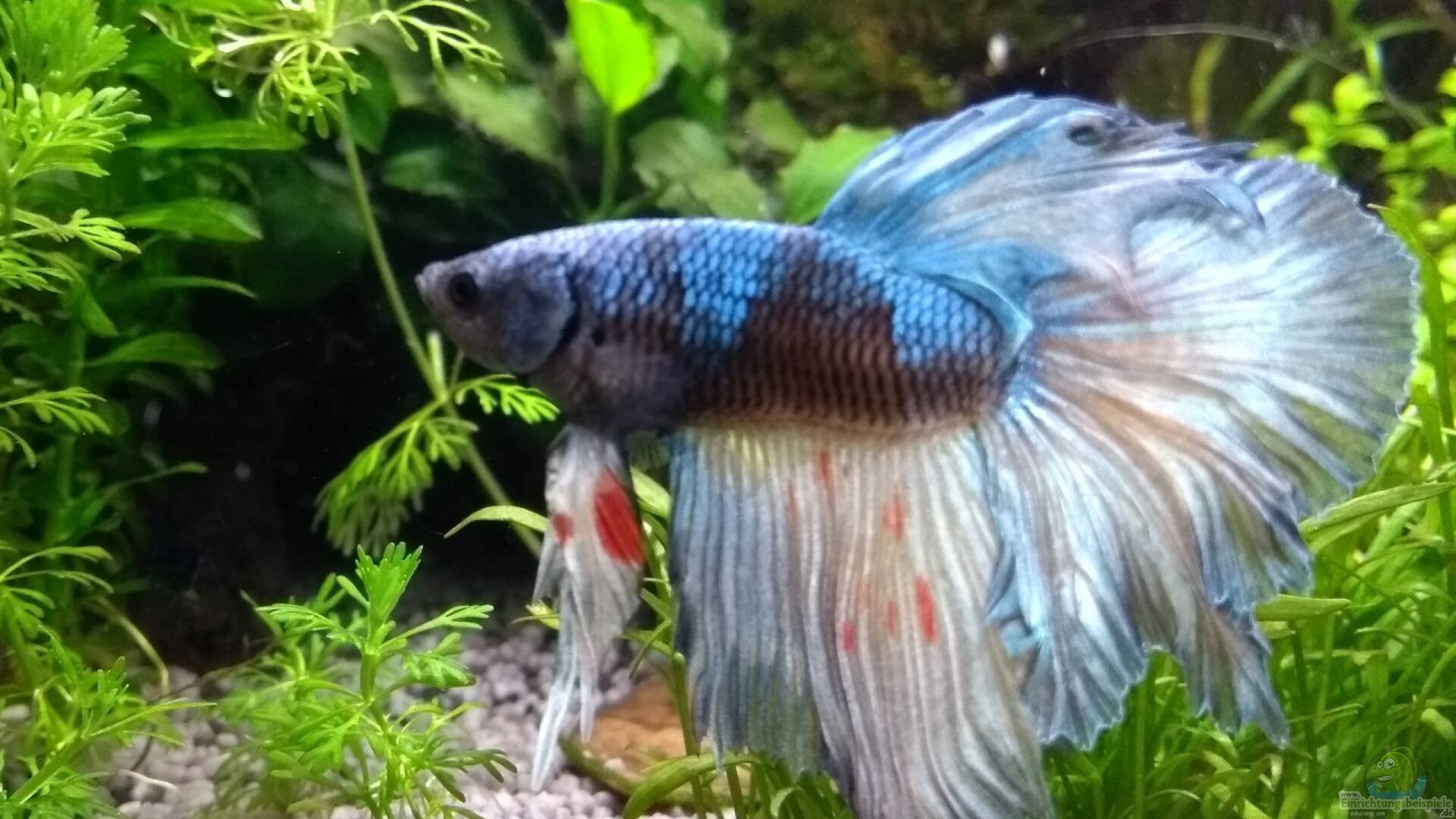 Betta splendens - Siamesischer Kampffisch