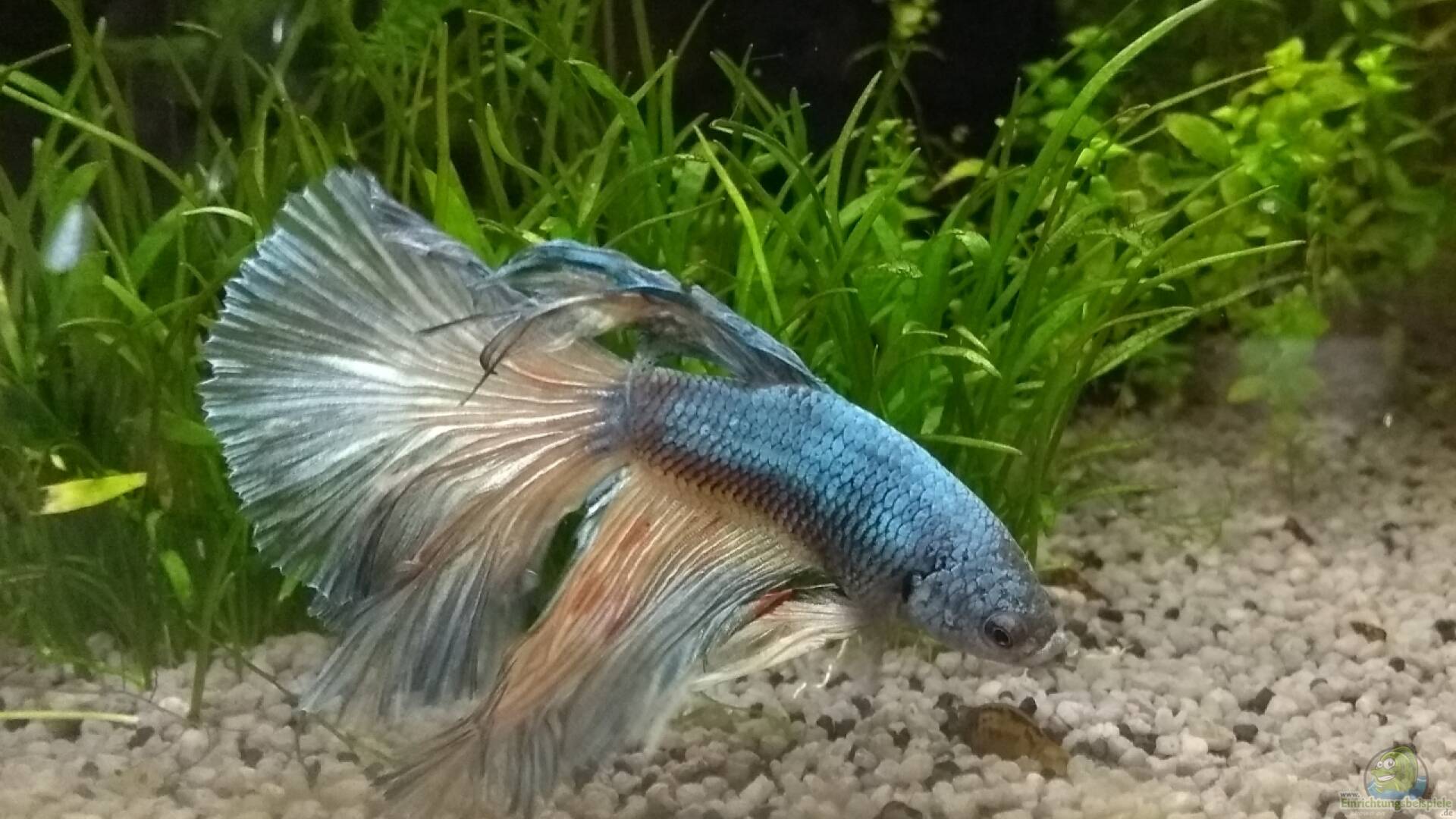 Betta | Kampffisch: Alle wichtigen Infos