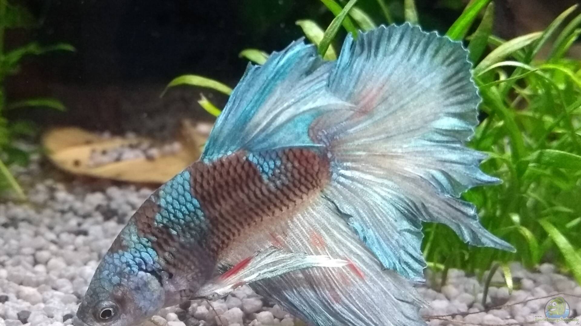 Betta splendens - Siamesischer Kampffisch