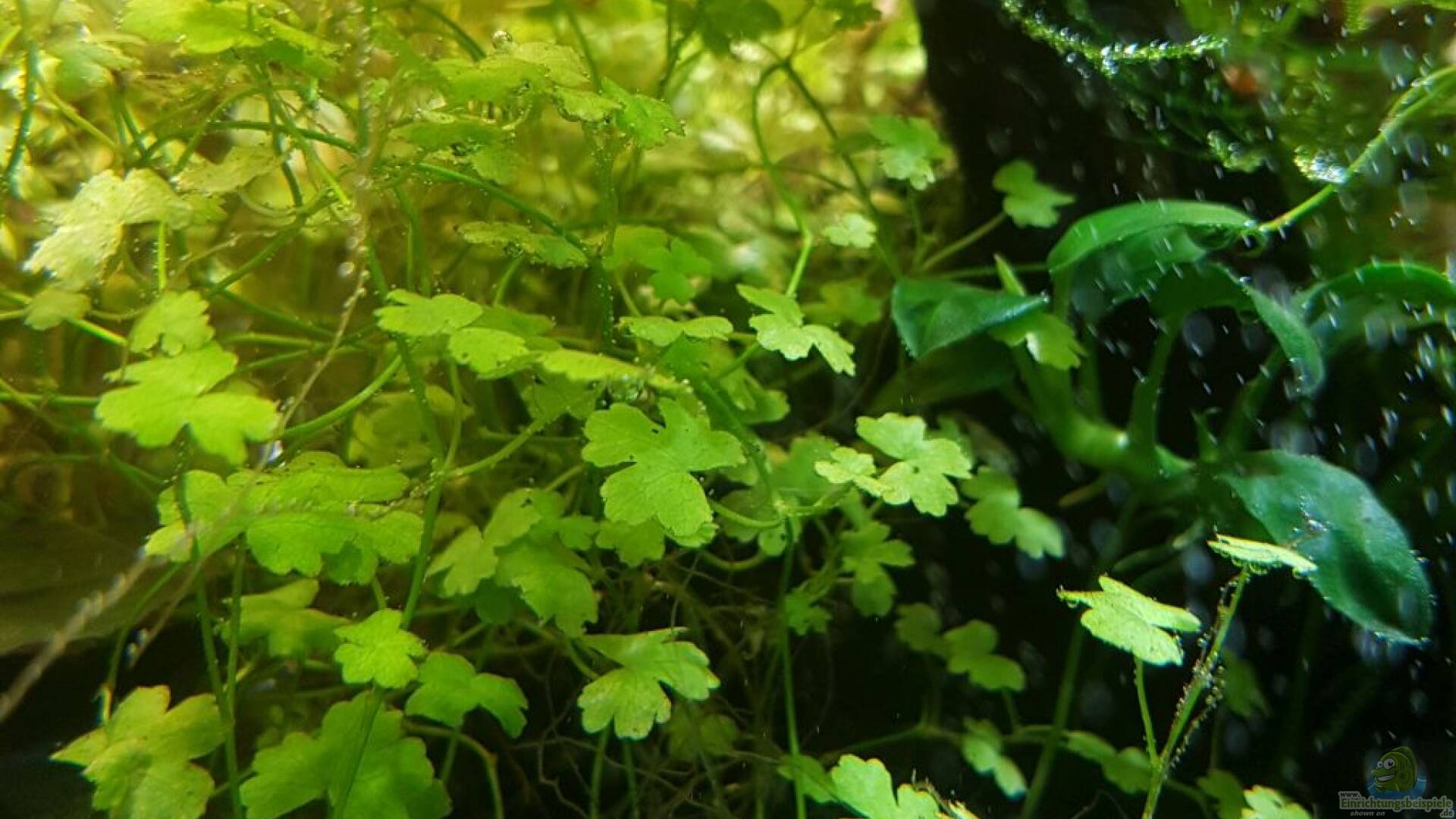 Hydrocotyle tripartita - Dreiteiliger Wassernabel