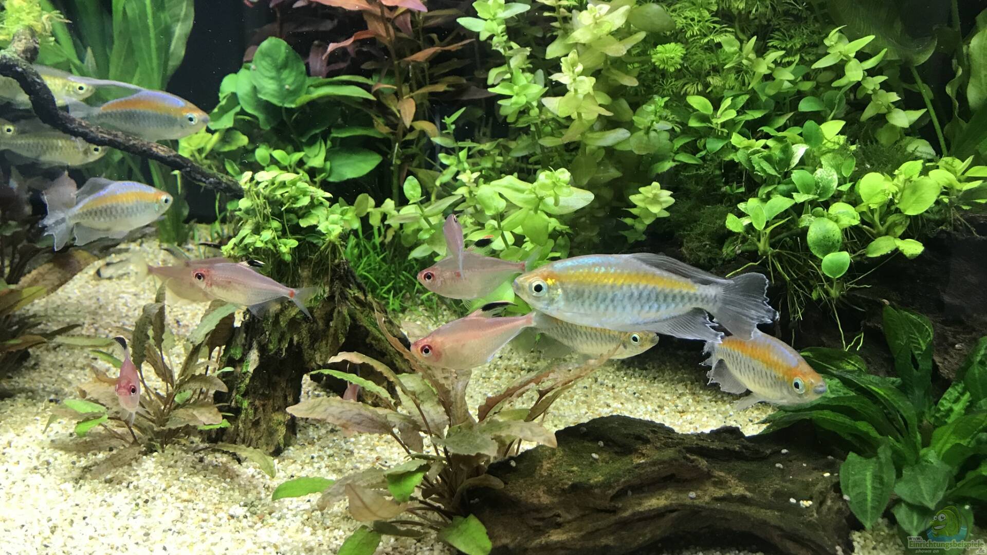 Cryptocorynen - Wasserkelche: Alle wichtigen Infos