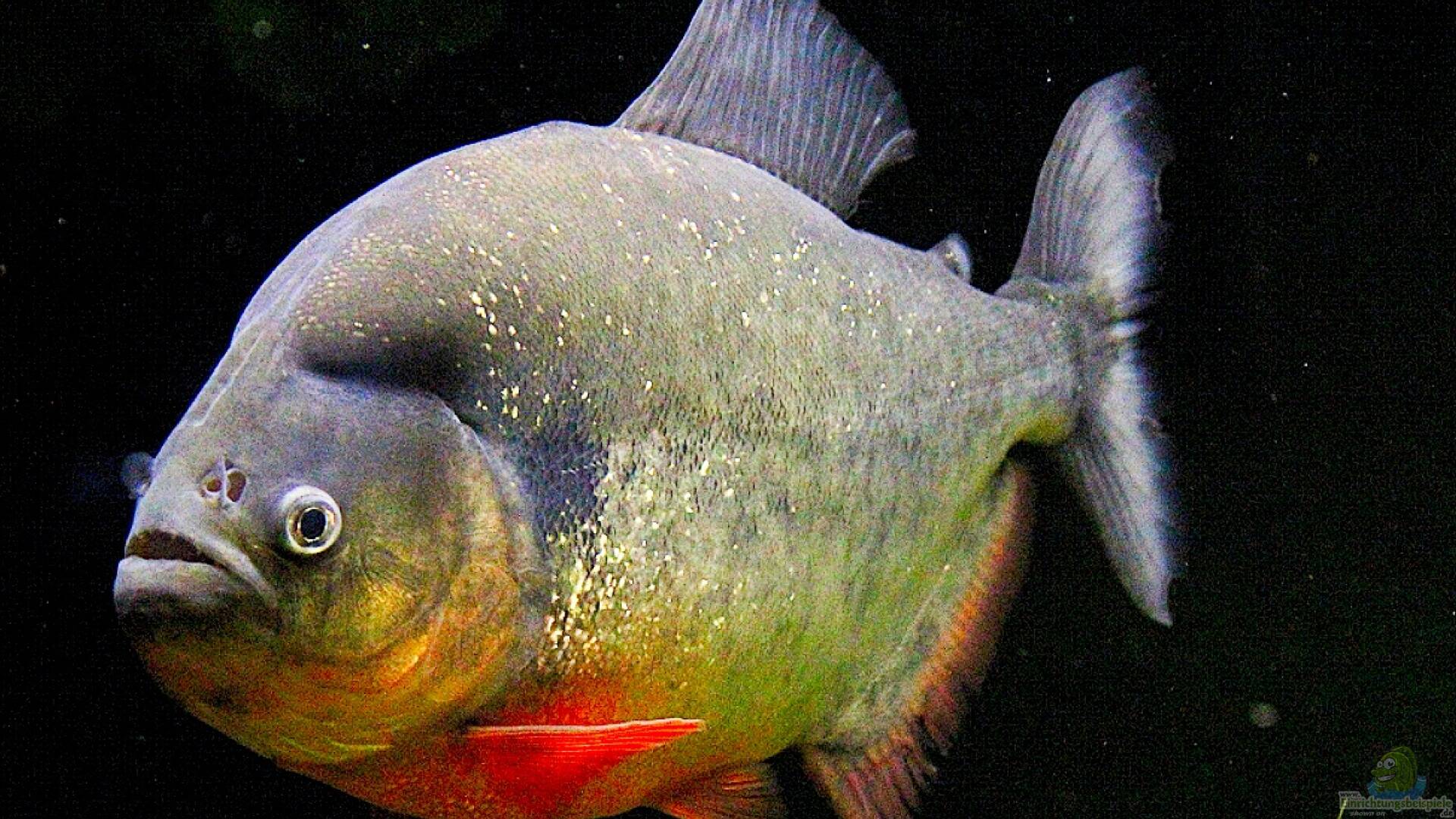 Pygocentrus cariba - Roter Schulterfleck-Piranha