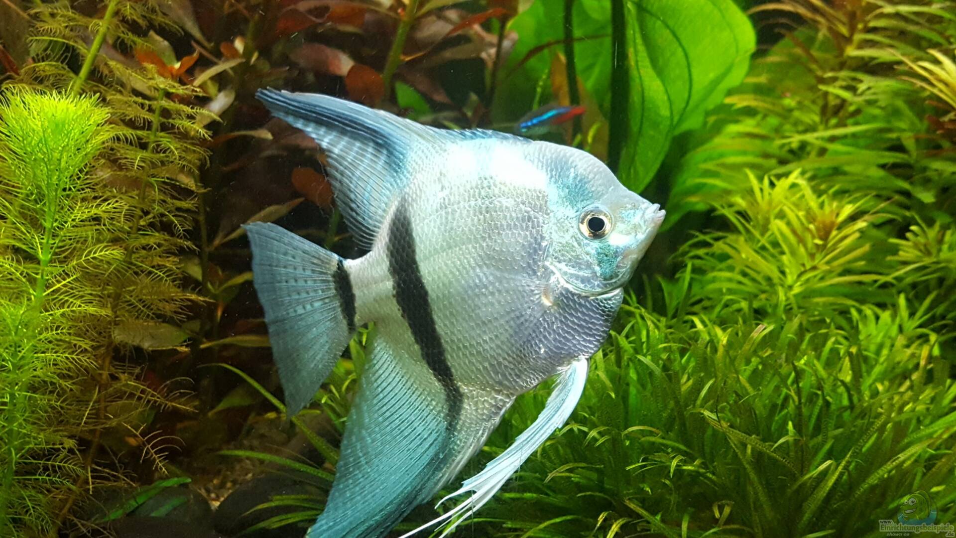 Pterophyllum - Segelflosser: Alle wichtigen Infos