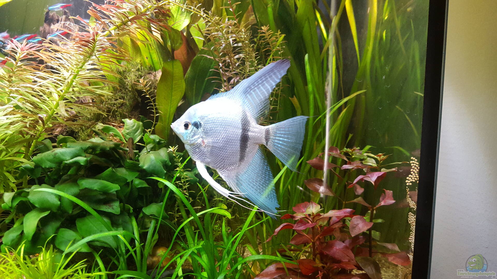 Pterophyllum - Segelflosser: Alle wichtigen Infos