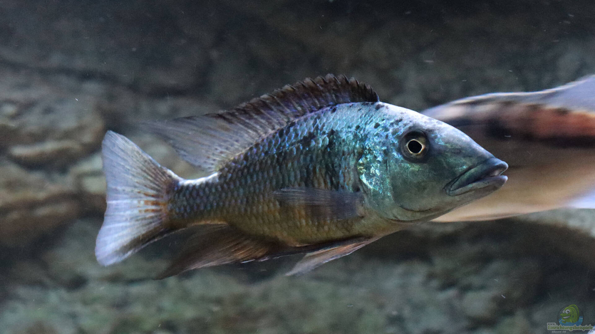 Fossorochromis rostratus - Fünffleckmaulbrüter