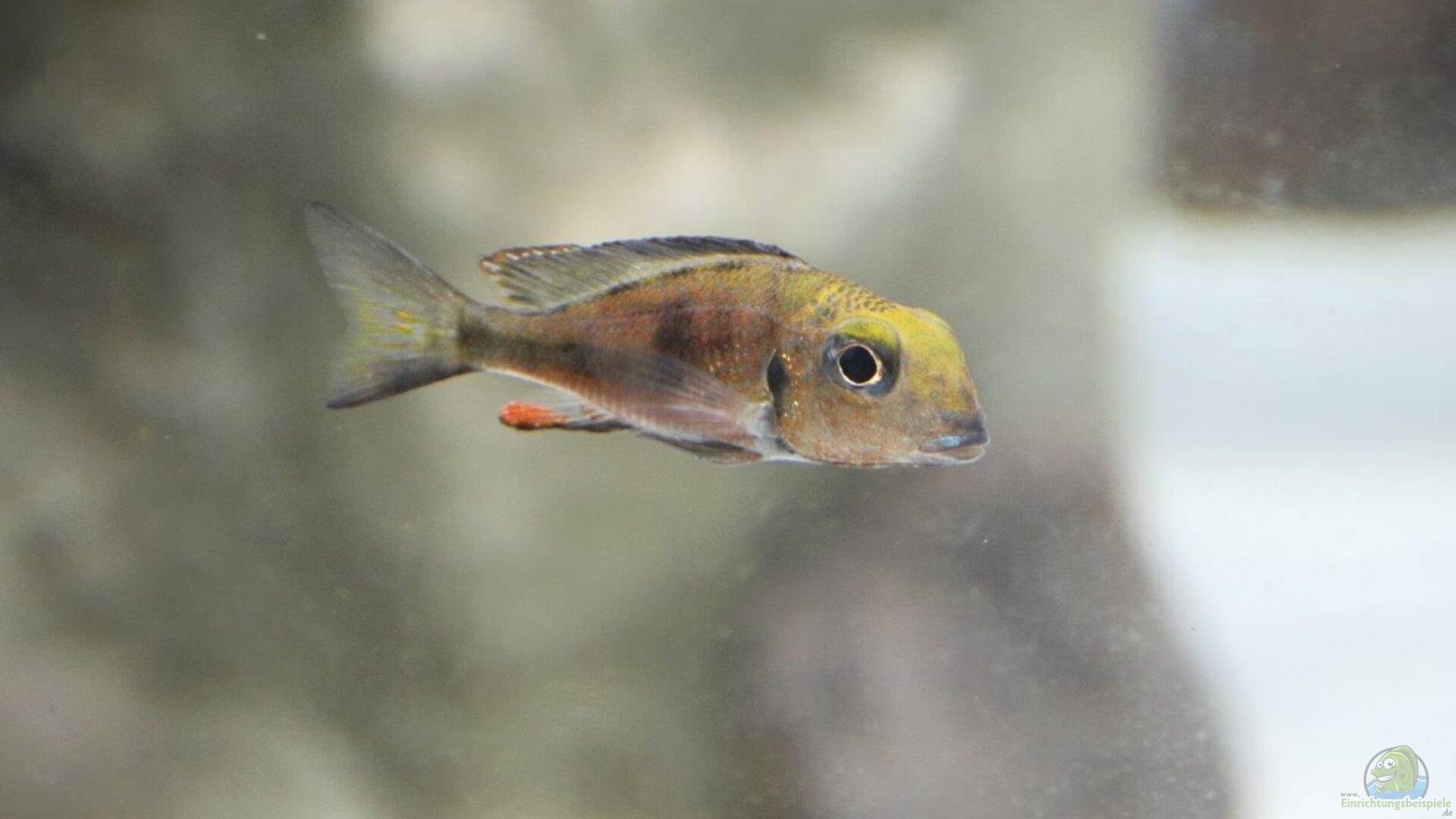 Callochromis - Callochromis-Arten: Alle wichtigen Infos