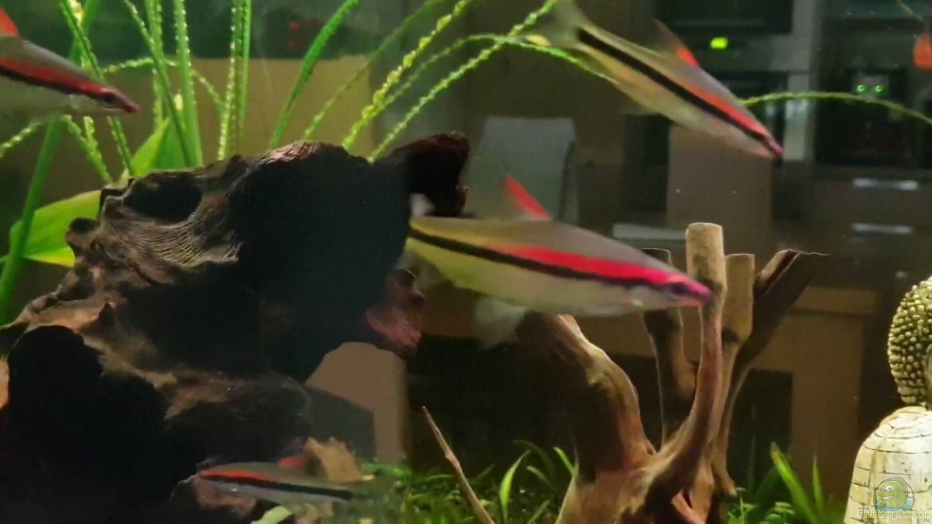 Puntius denisonii - Denisonbarbe: Alle wichtigen Infos