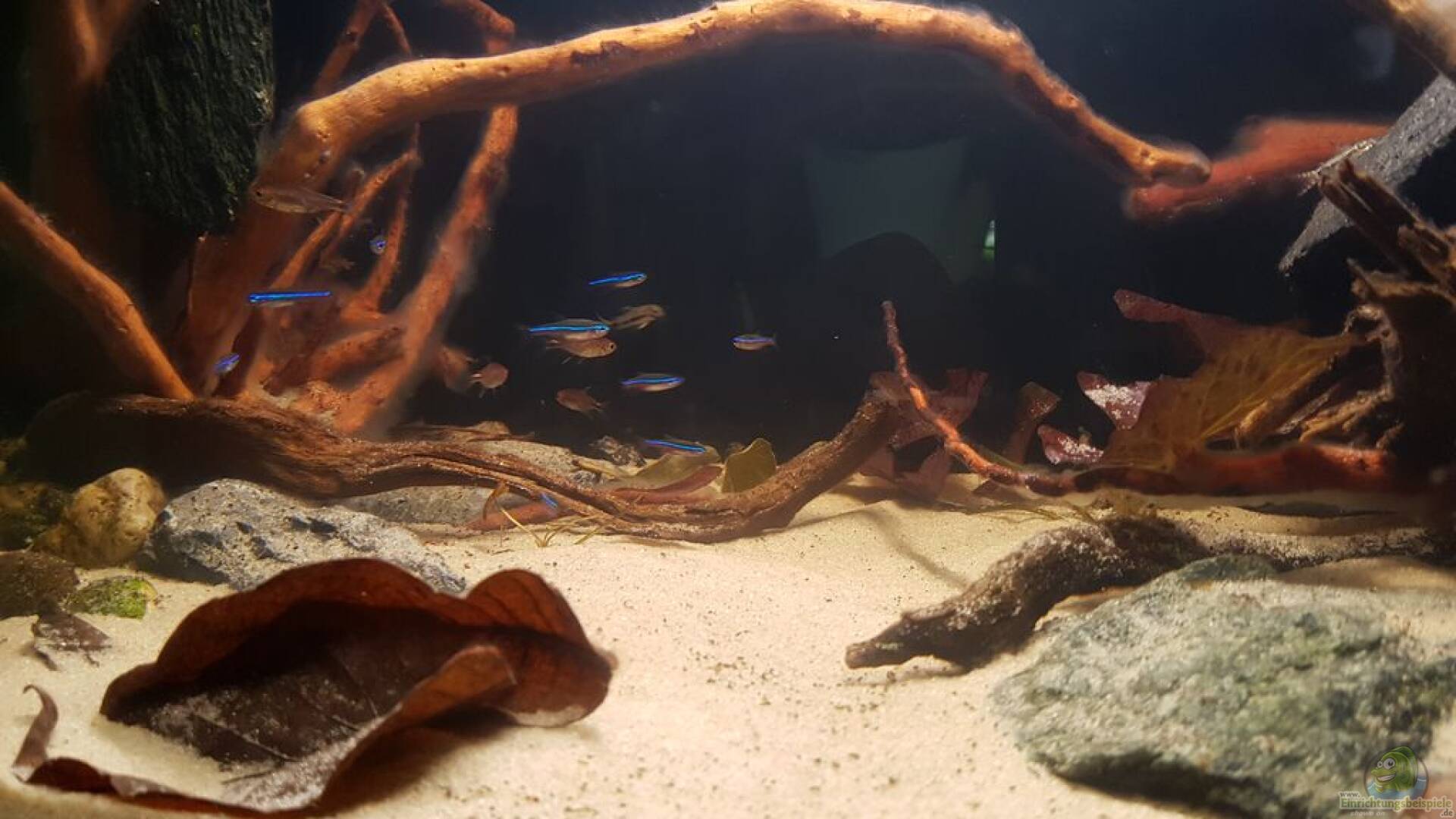 Axelrodia riesei - Erdbeersalmler: Alle wichtigen Infos