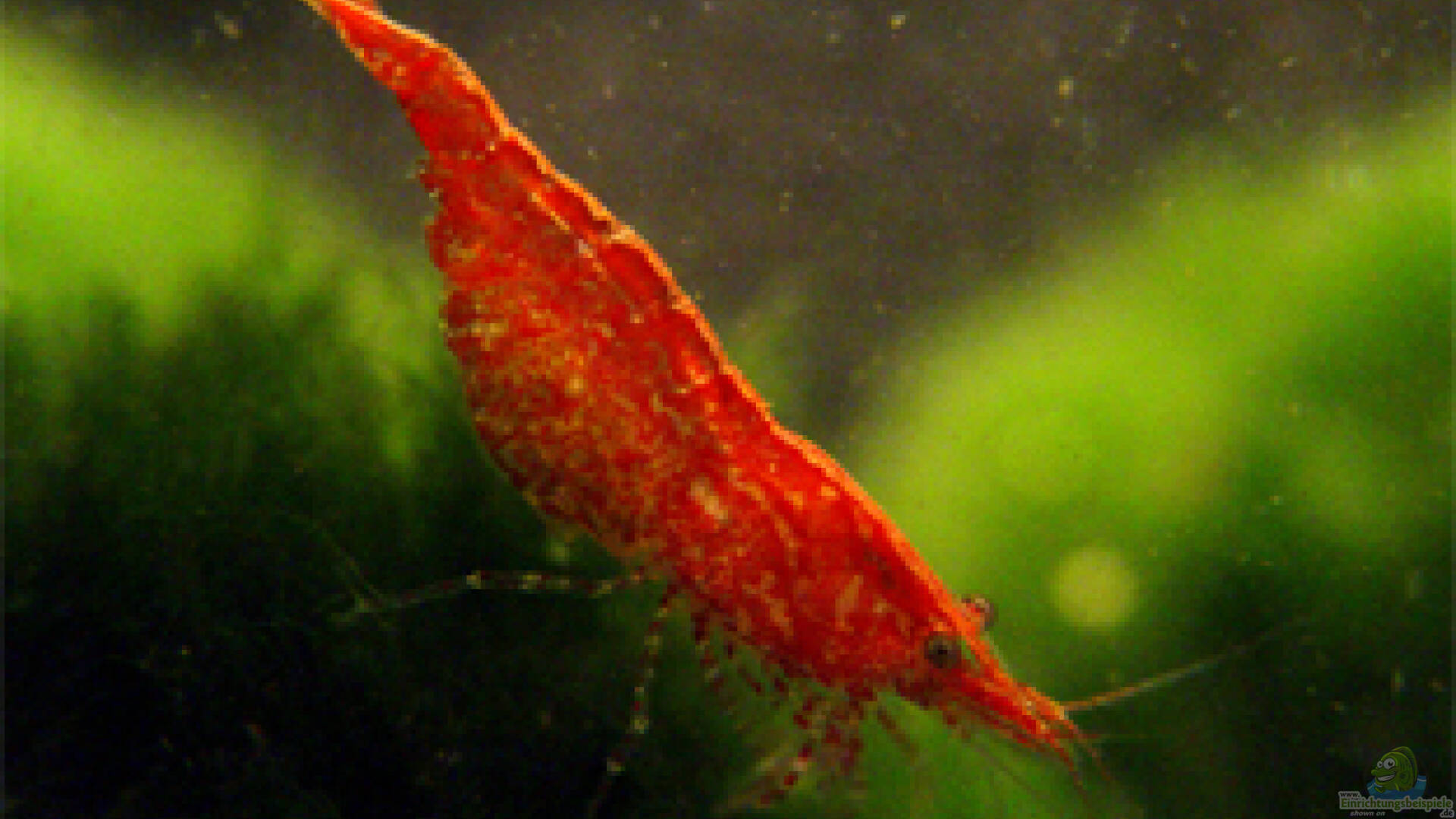Neocaridina heteropoda - Red Fire Garnele: Alle Infos