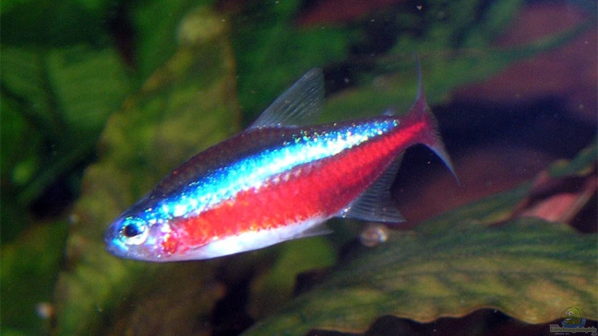 Paracheirodon axelrodi - Roter Neonsalmler: Alle Infos