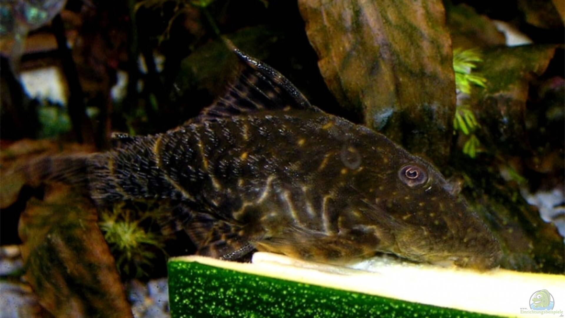 Panaqolus maccus - Venezolanischer Clown-Pleco