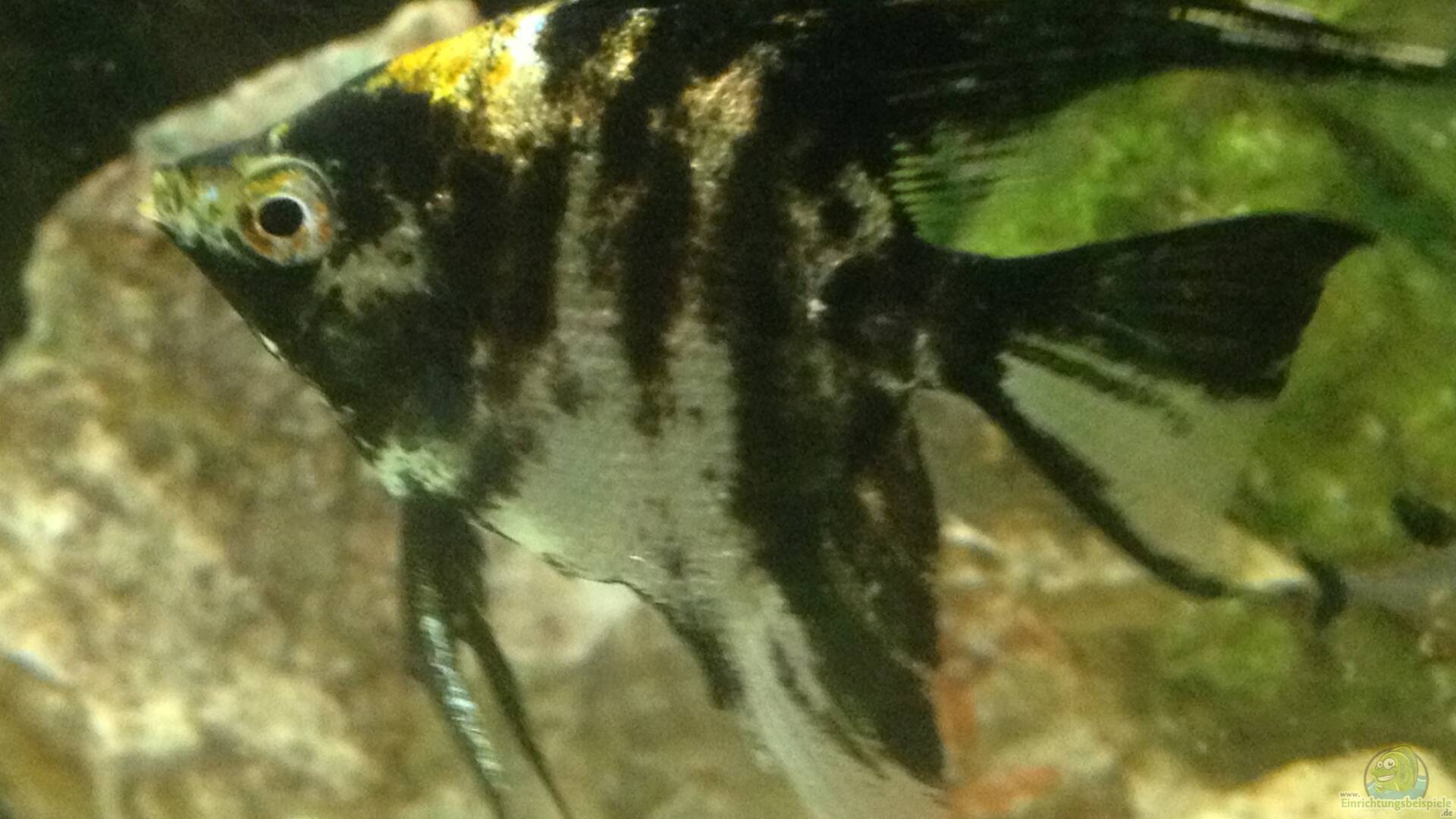 Pterophyllum - Segelflosser: Alle wichtigen Infos