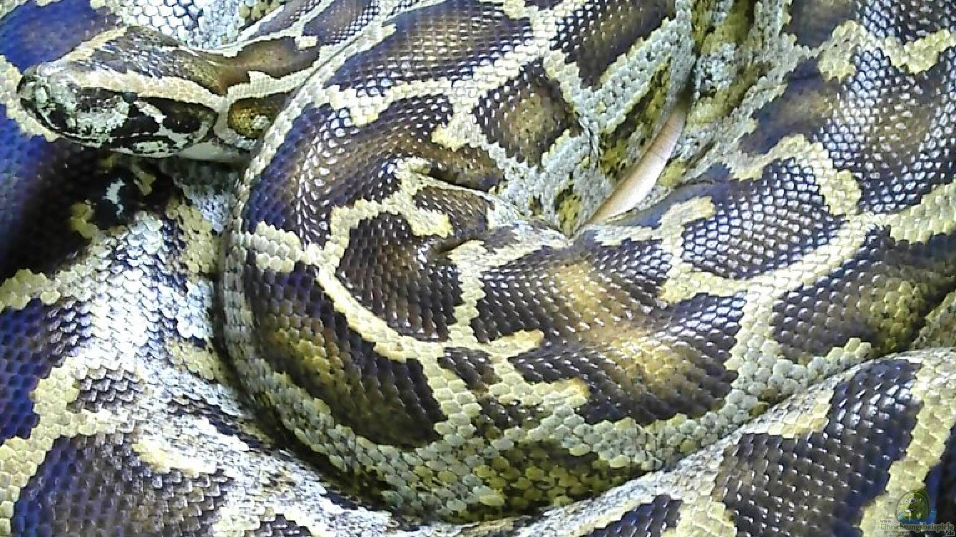 Terrarium einrichten | Einrichtungsbeispiele