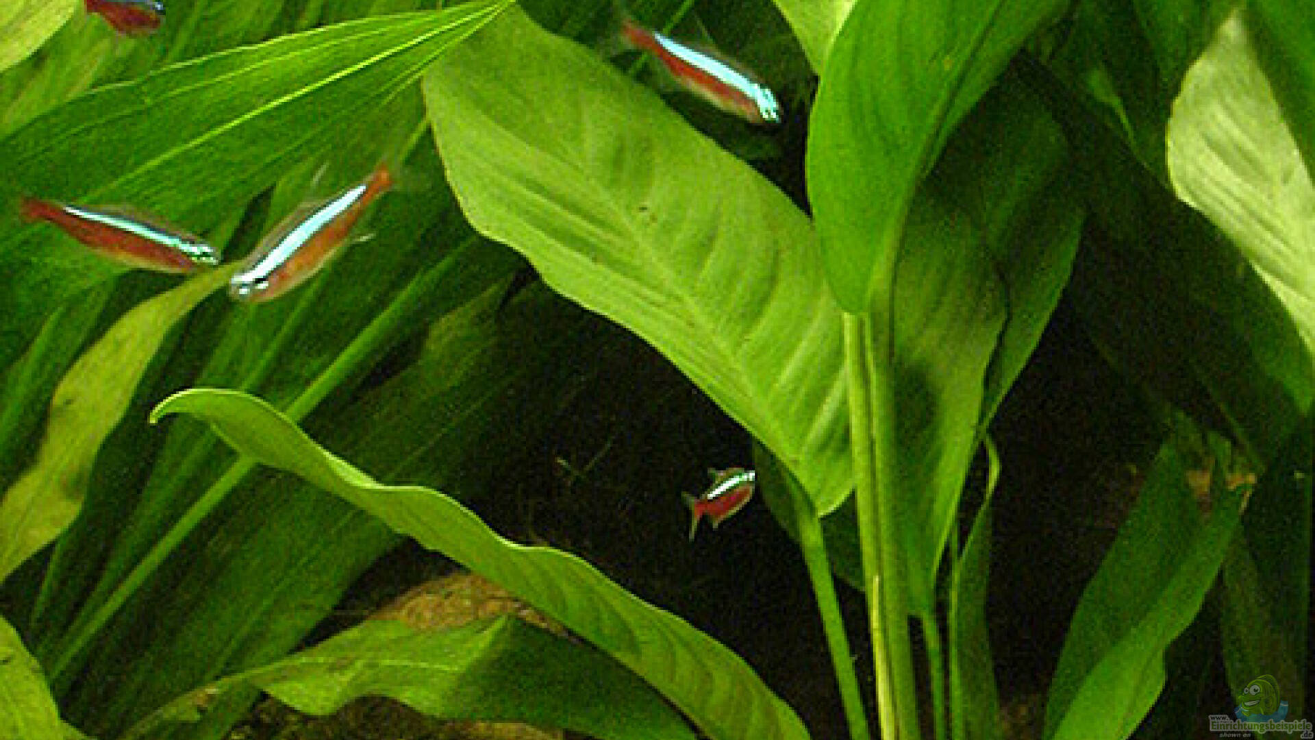 Anubias heterophylla: Alle wichtigen Infos