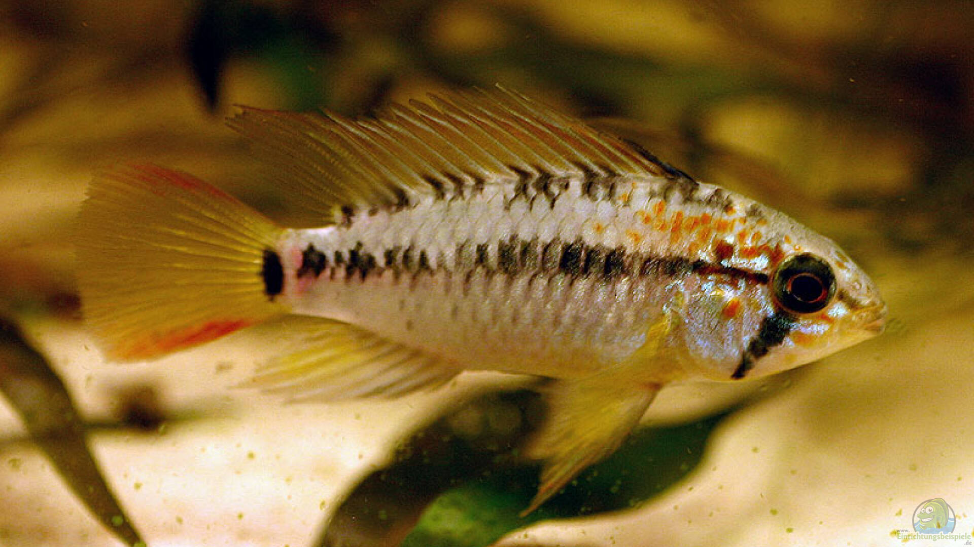 Apistogramma macmasteri: Alle wichtigen Infos