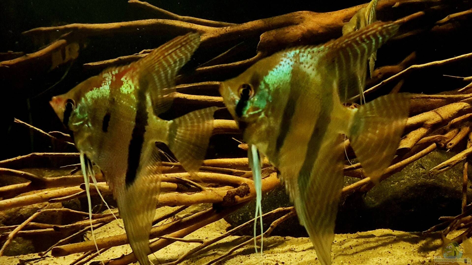 Pterophyllum - Segelflosser: Alle wichtigen Infos