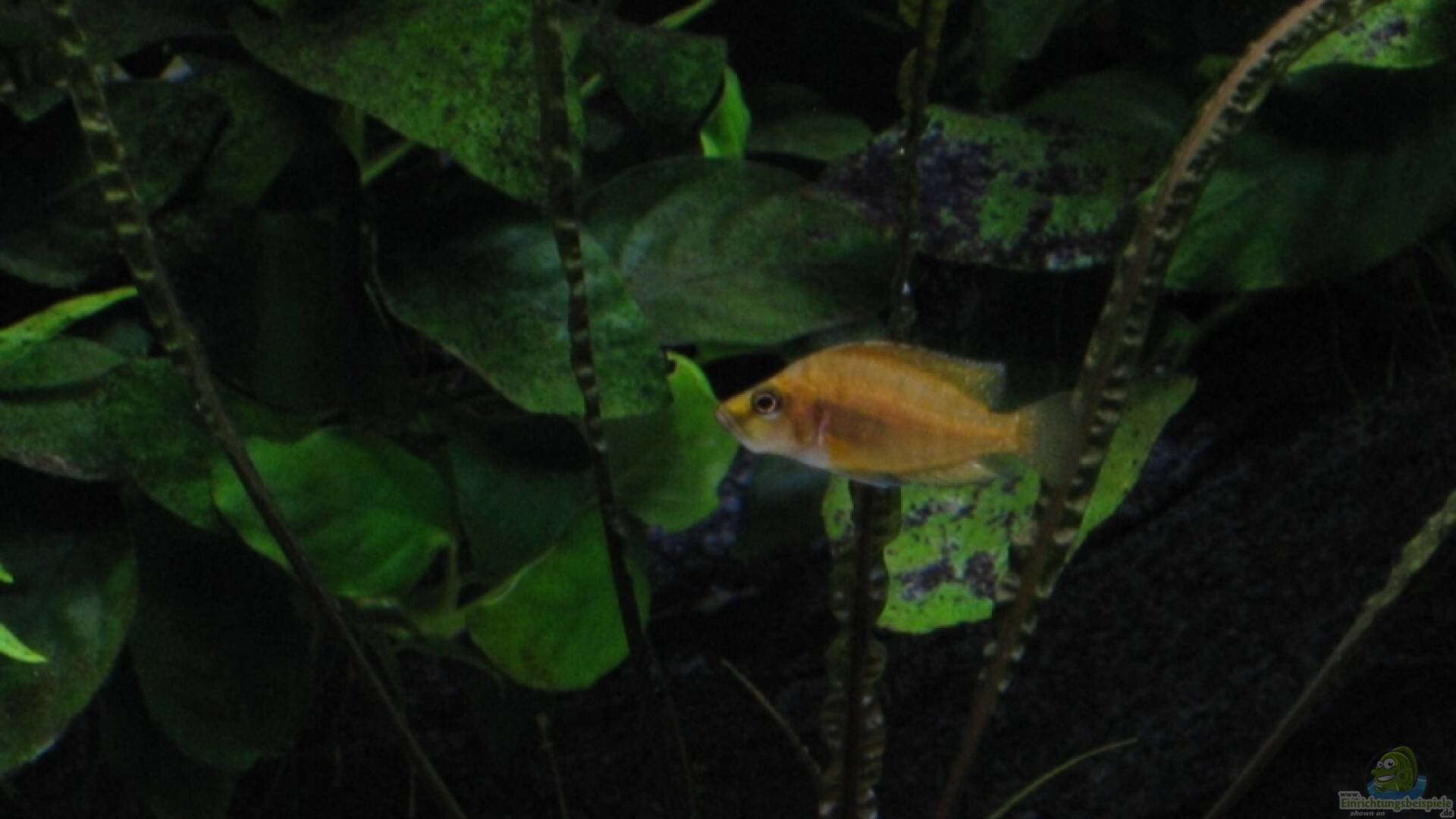 Altolamprologus compressiceps - Nanderbuntbarsch