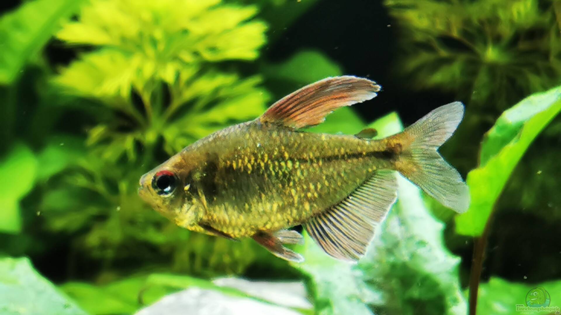 Moenkhausia: Alle wichtigen Infos