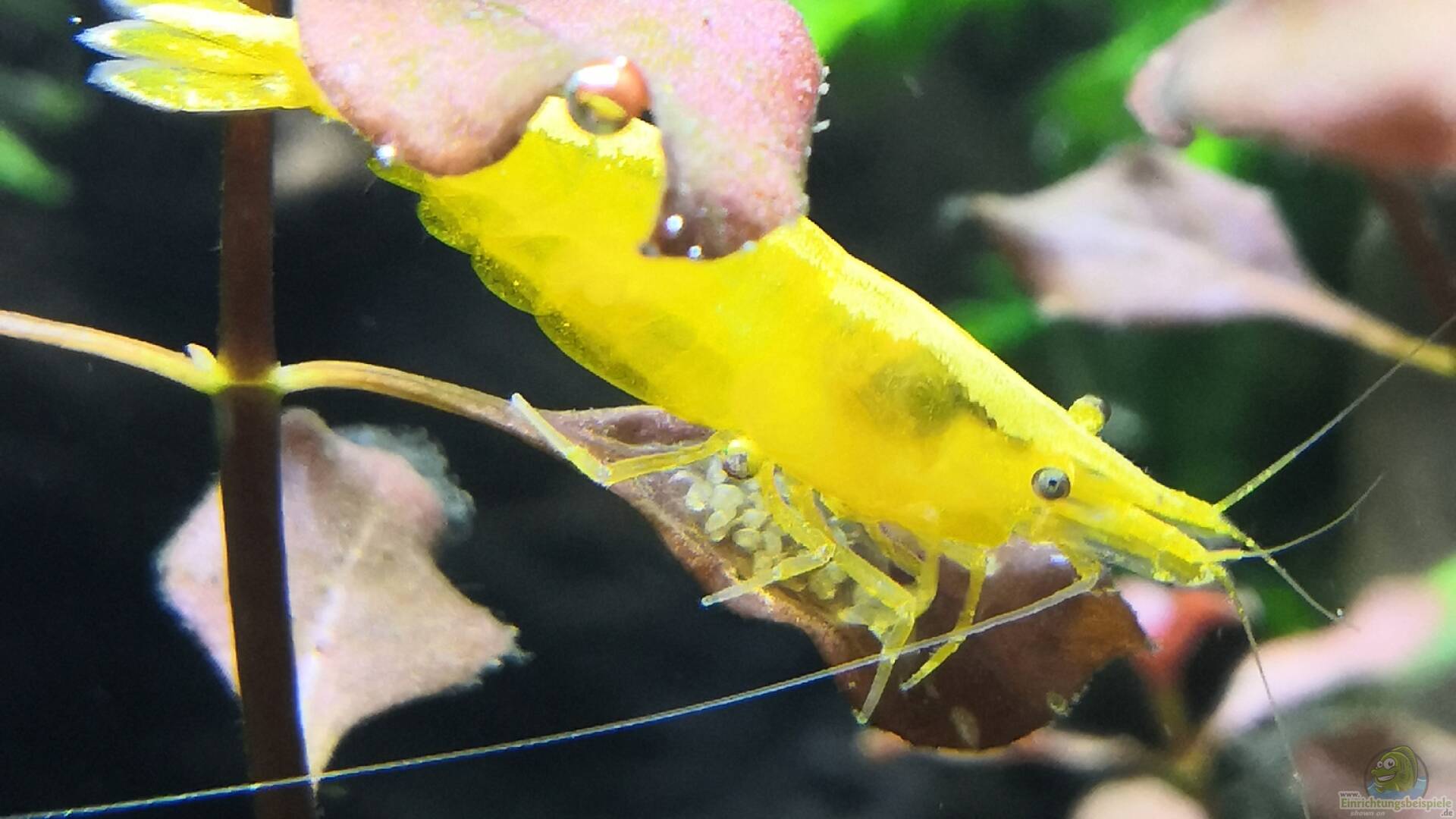 Neocaridina davidi Yellow Fire - Yellow Fire Garnele