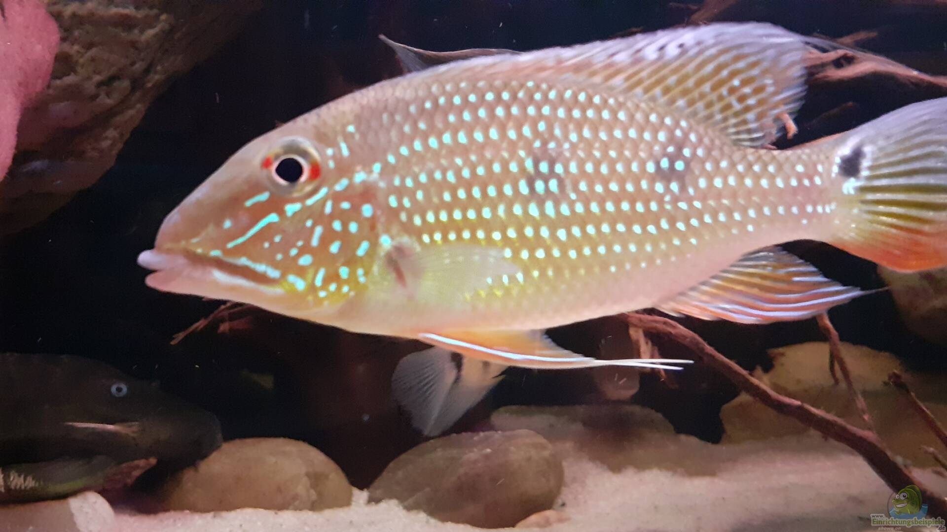 Satanoperca daemon - Dreifleck-Erdfresser: Alle Infos