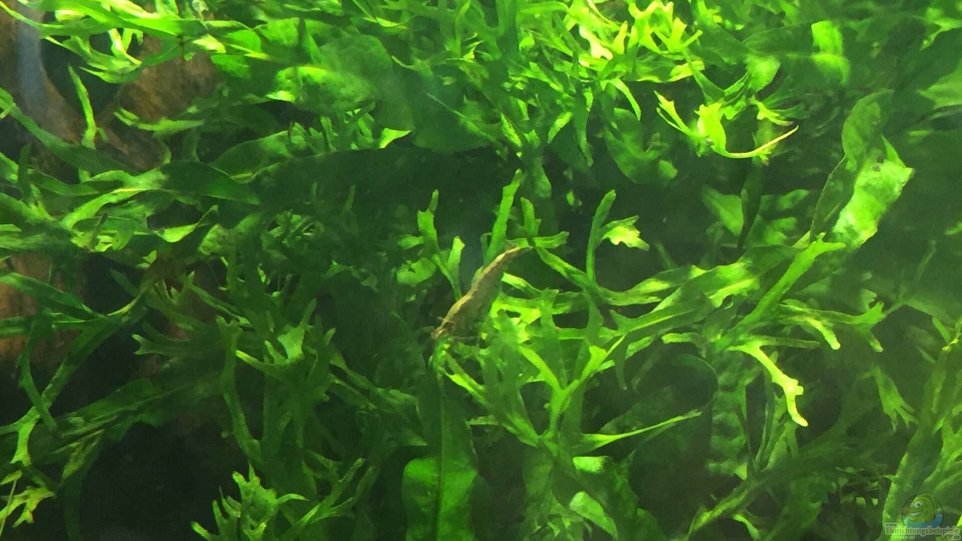 Microsorum pteropus - Javafarn: Alle wichtigen Infos