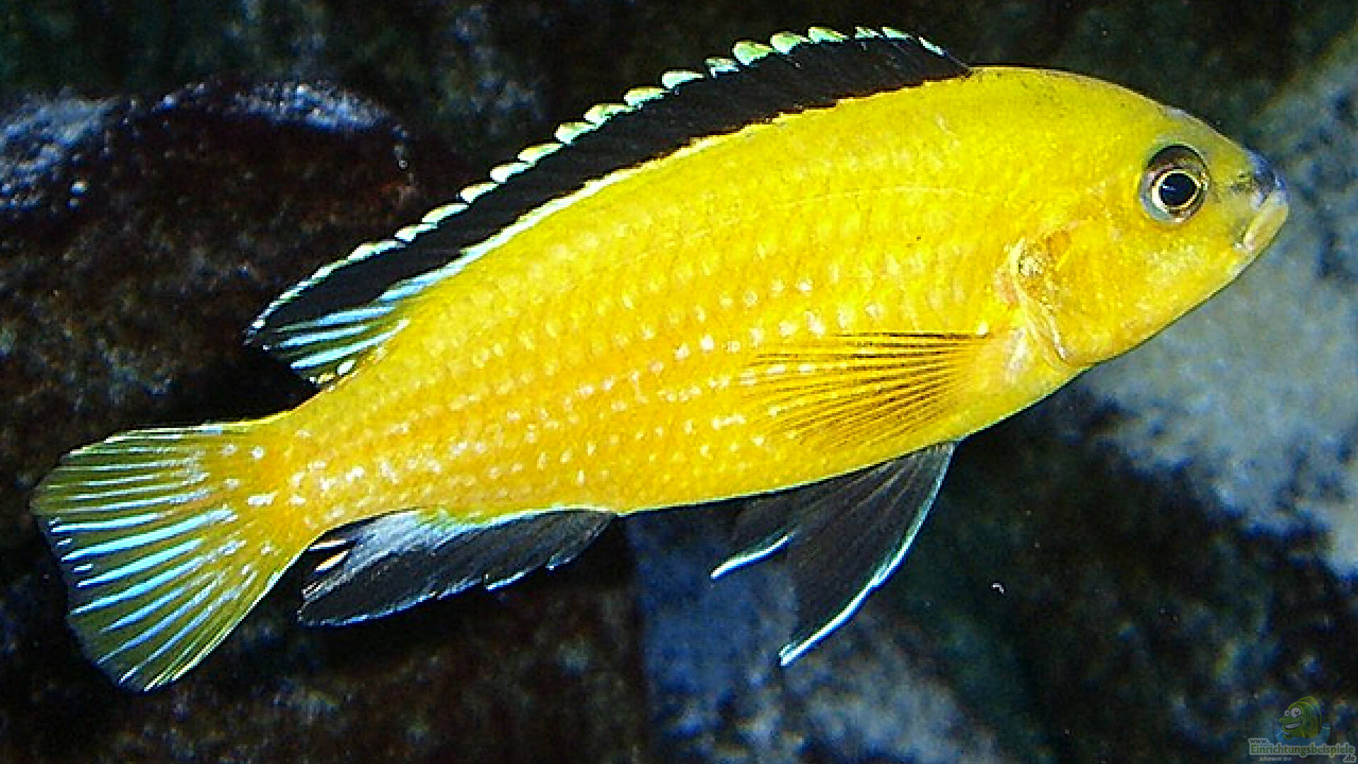 Labidochromis-Arten: Alle wichtigen Infos