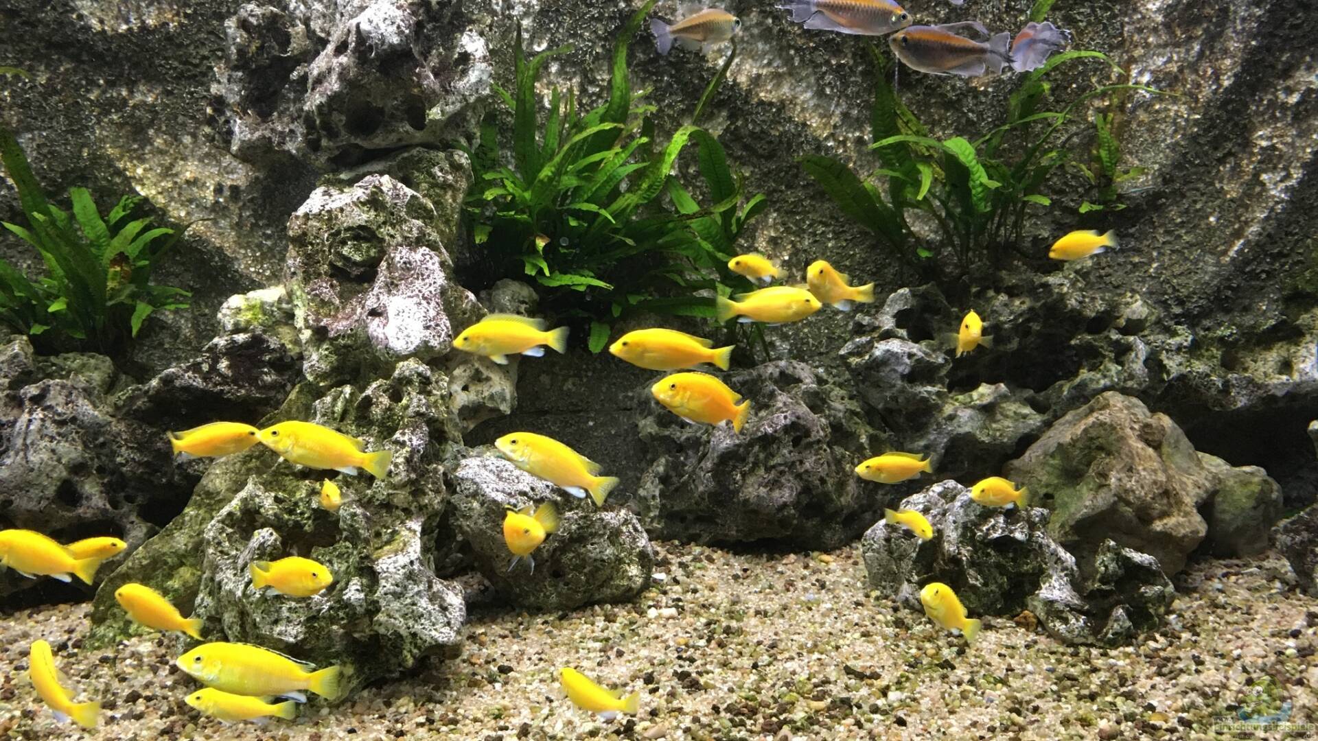 Ein Malawi Aquarium einrichten | Einrichtungsbeispiele