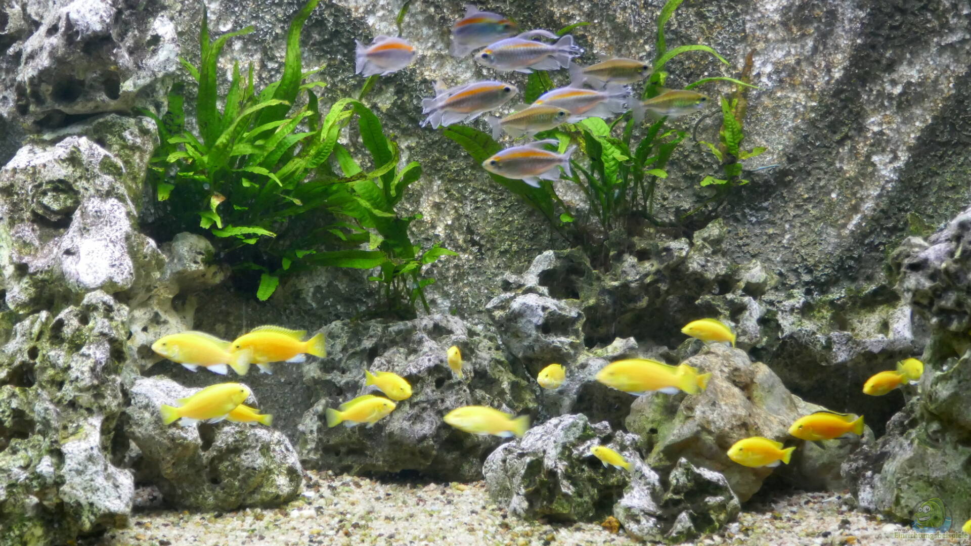 Ein Malawi Aquarium einrichten | Einrichtungsbeispiele