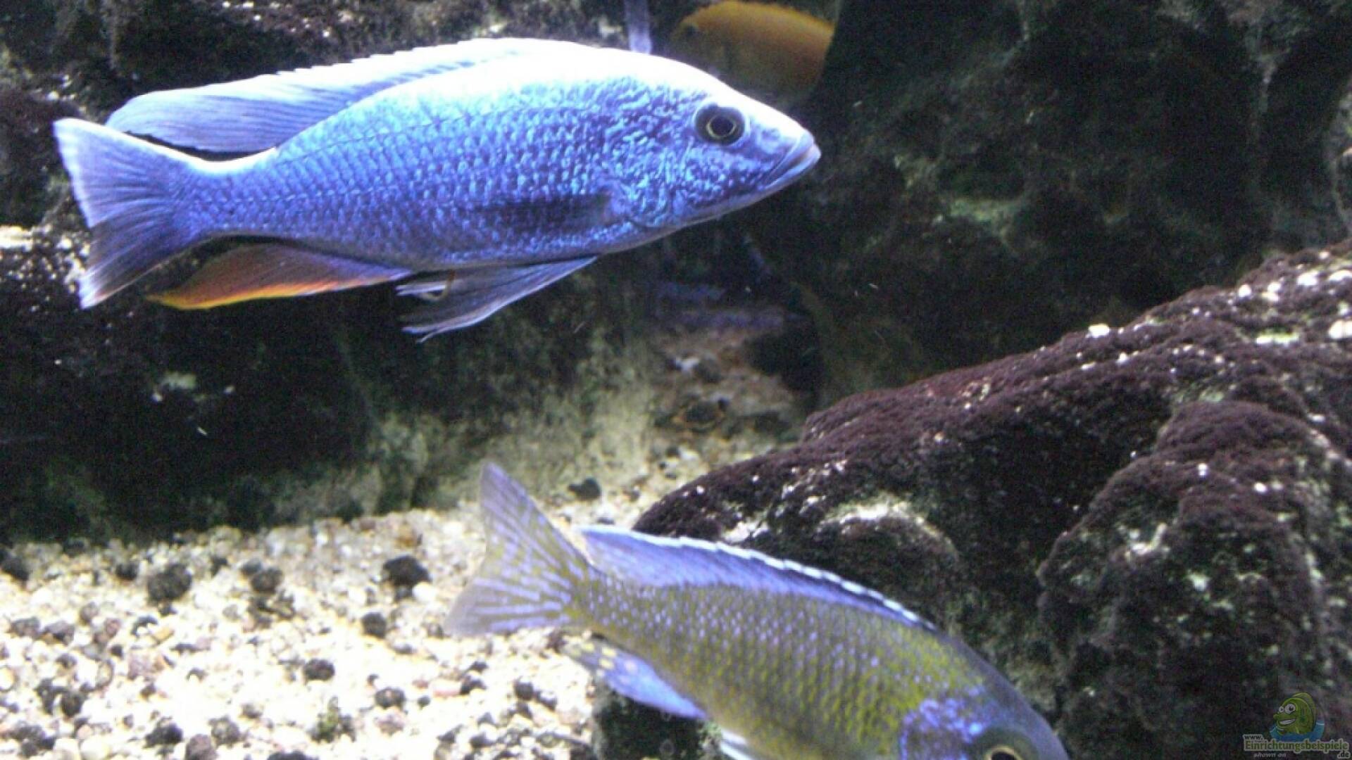 Ein Malawi Aquarium einrichten | Einrichtungsbeispiele