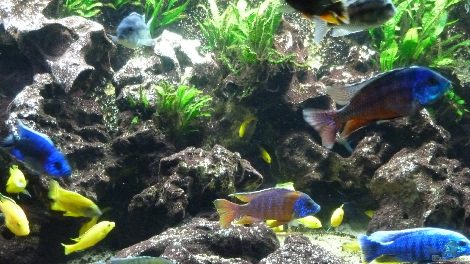 Ein Malawi Aquarium einrichten | Einrichtungsbeispiele