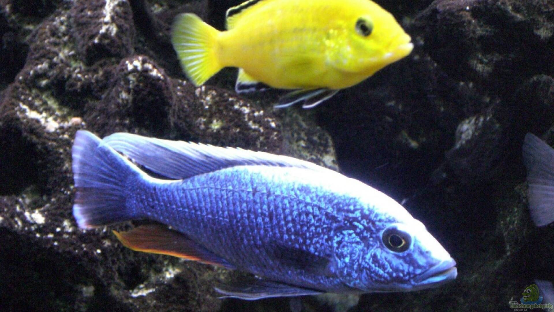 Ein Malawi Aquarium einrichten | Einrichtungsbeispiele