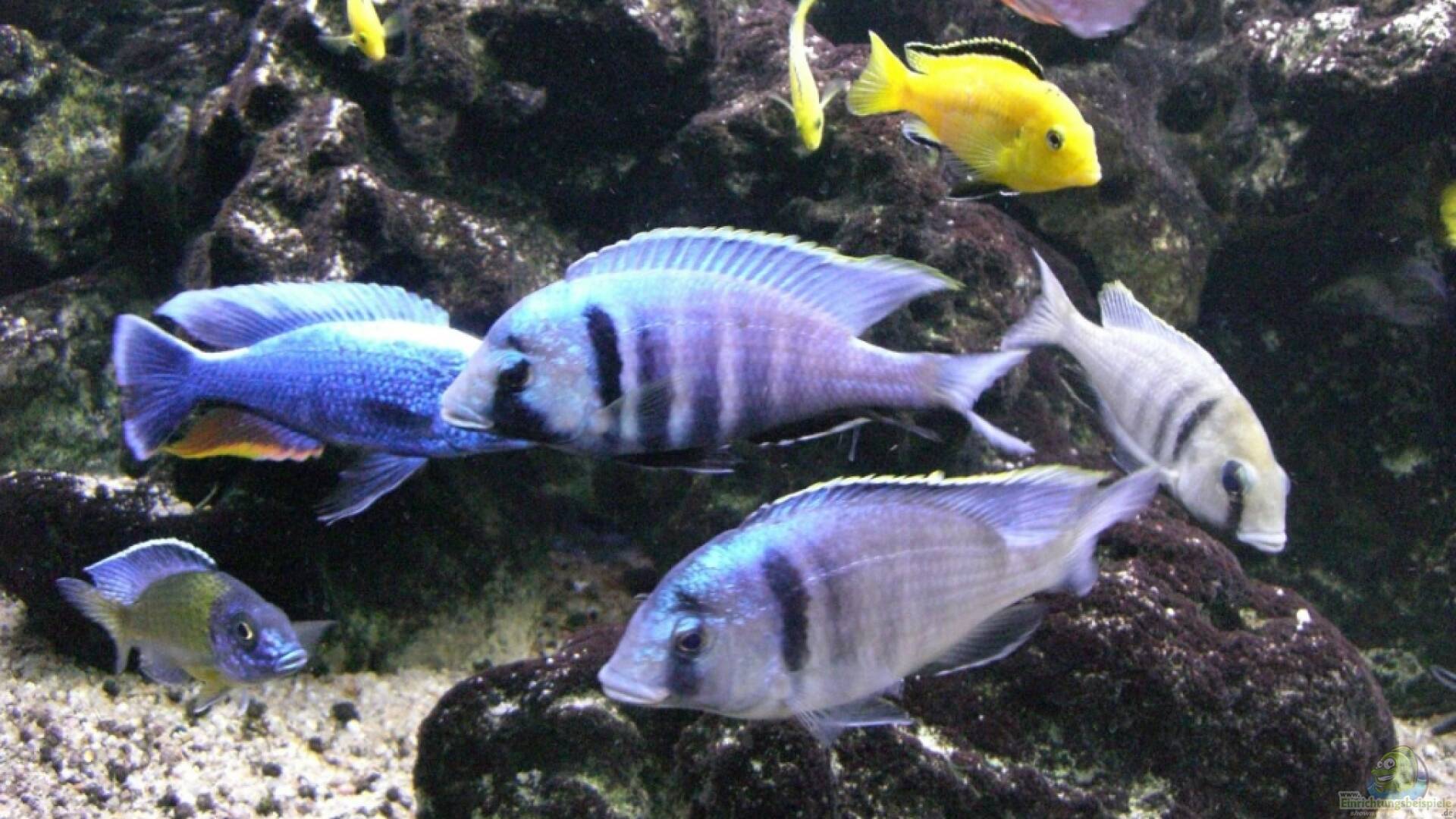 Ein Malawi Aquarium einrichten | Einrichtungsbeispiele