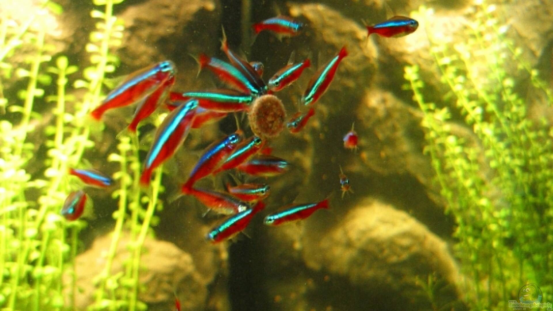 Paracheirodon axelrodi - Roter Neon: Alle Infos