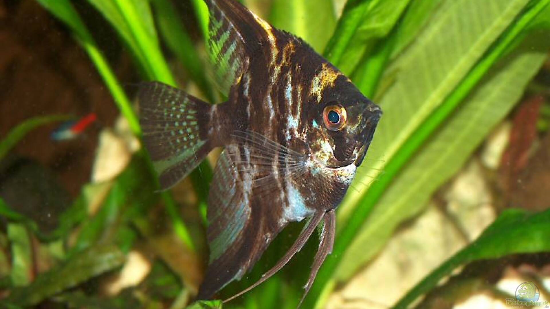 Pterophyllum - Segelflosser: Alle wichtigen Infos
