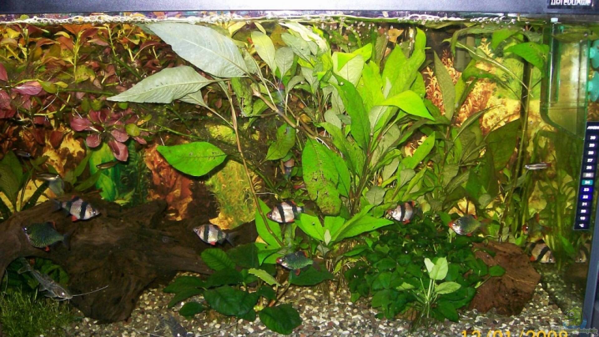 Puntigrus tetrazona - Sumatrabarbe: Alle Infos