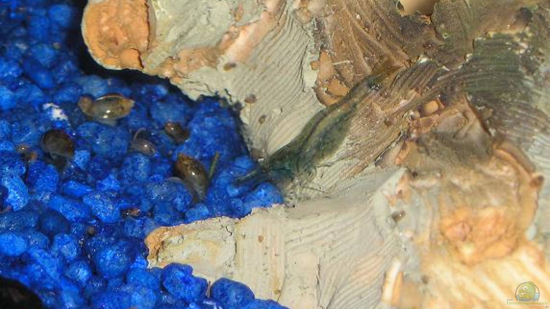 Caridina simoni simoni - Sri Lanka Zwerggarnele