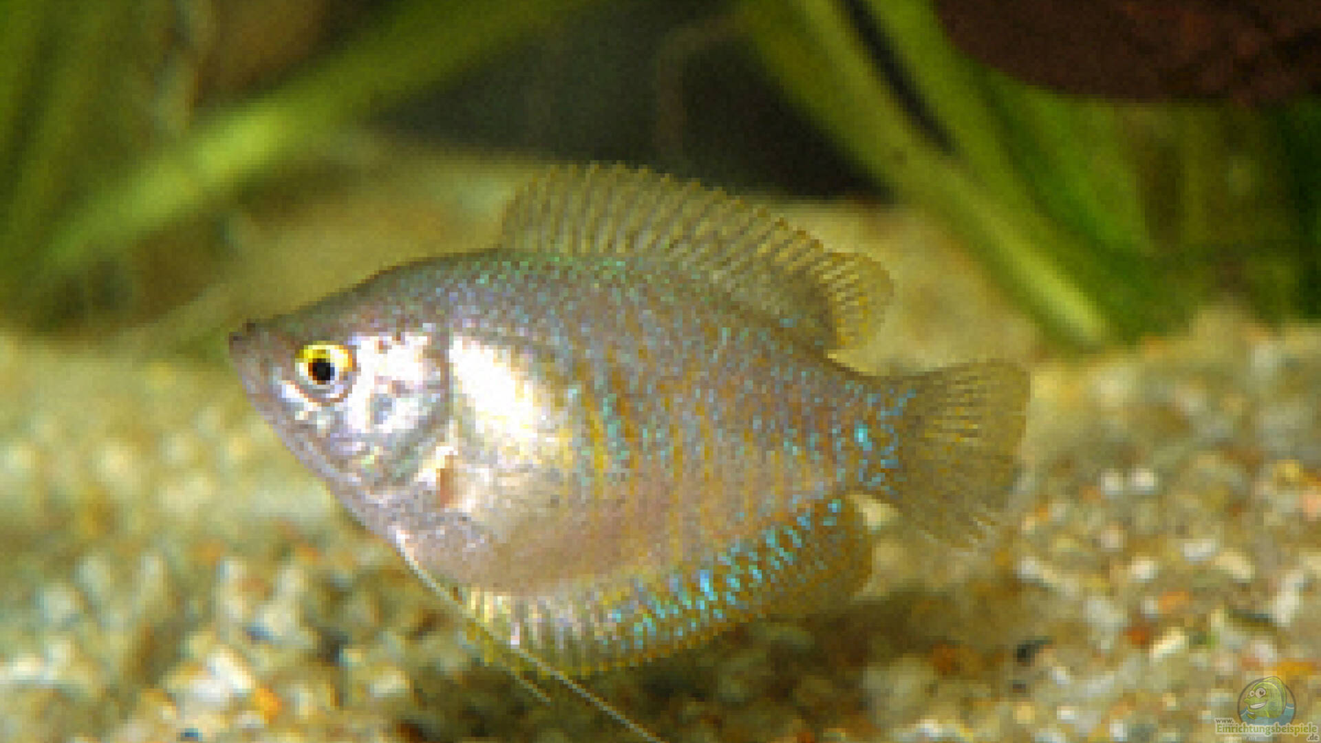 Fadenfische: Alle wichtigen Infos