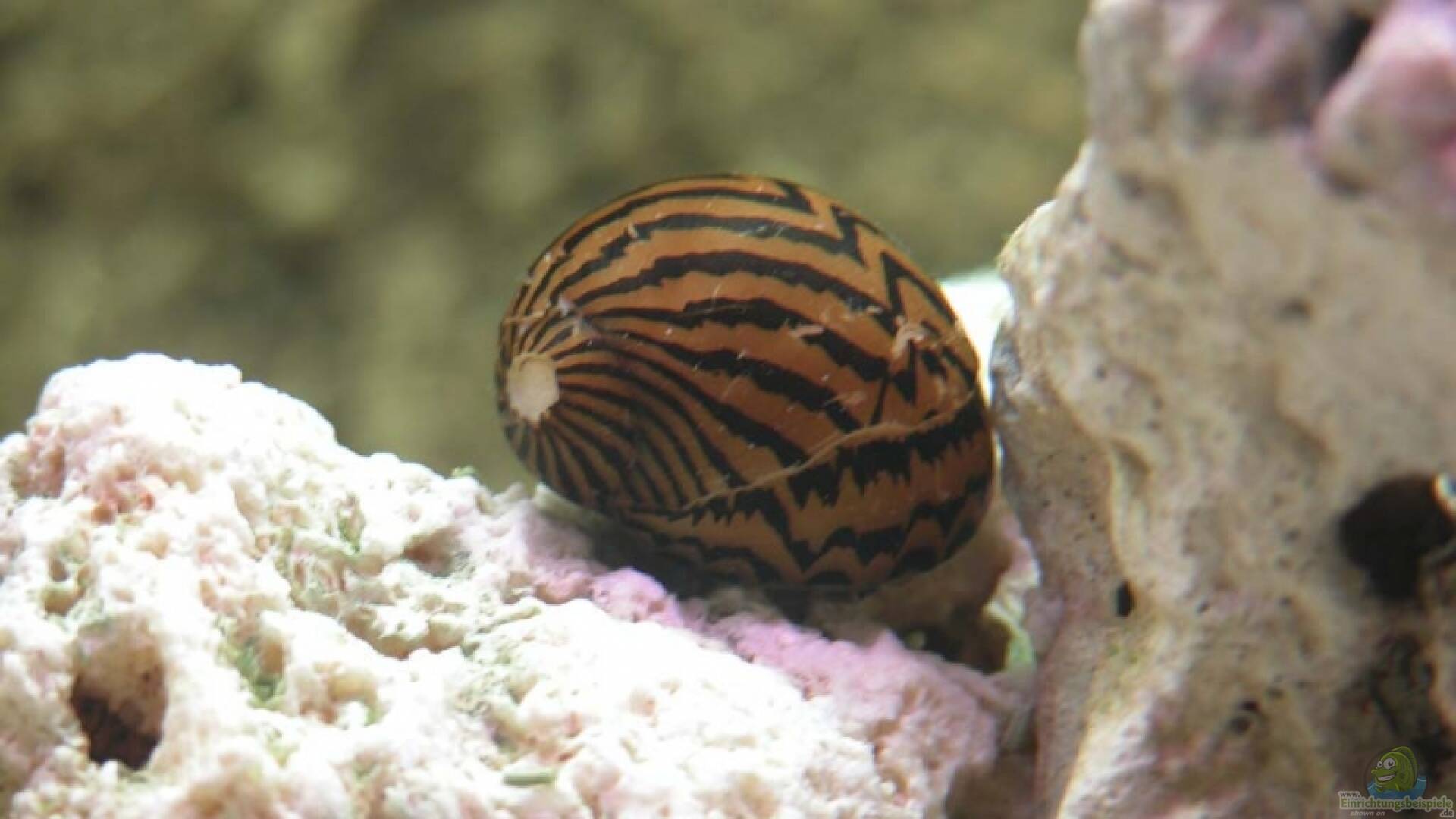 Neritina natalensis - Zebra Rennschnecke: Alle Infos