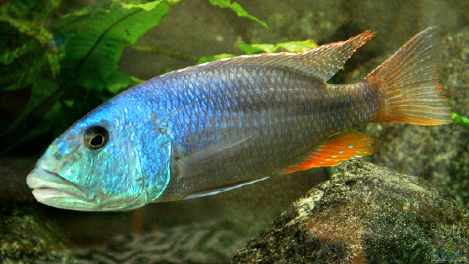 Aristochromis christyi: Alle wichtigen Infos
